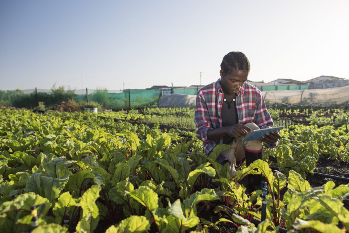 Investing in agri-tech startups in Africa will power agriculture ...